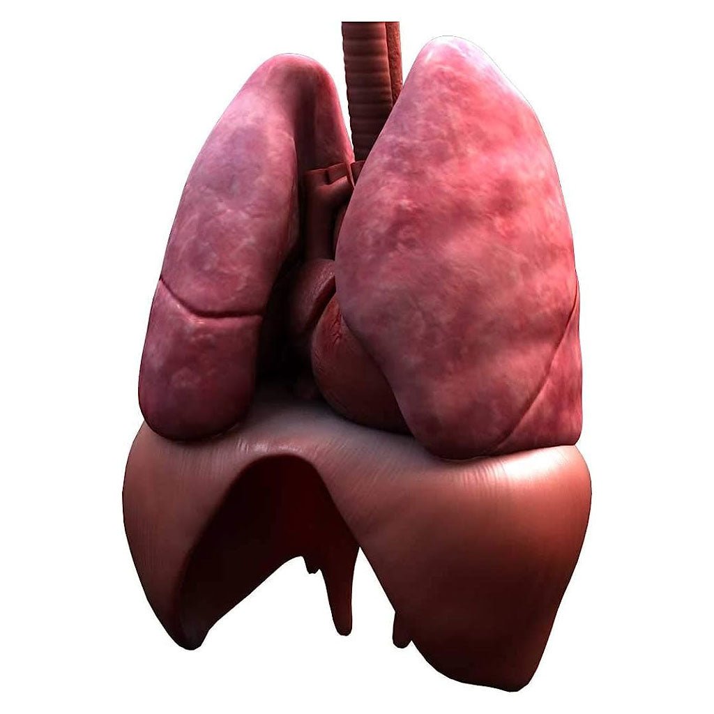 Victor The 2D Torso: Human Anatomy Augmented Reality Learning Package ...